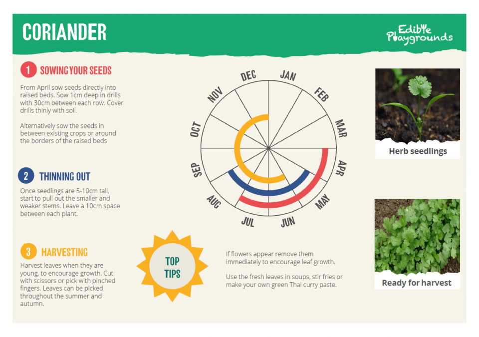 Coriander | Trees for Cities