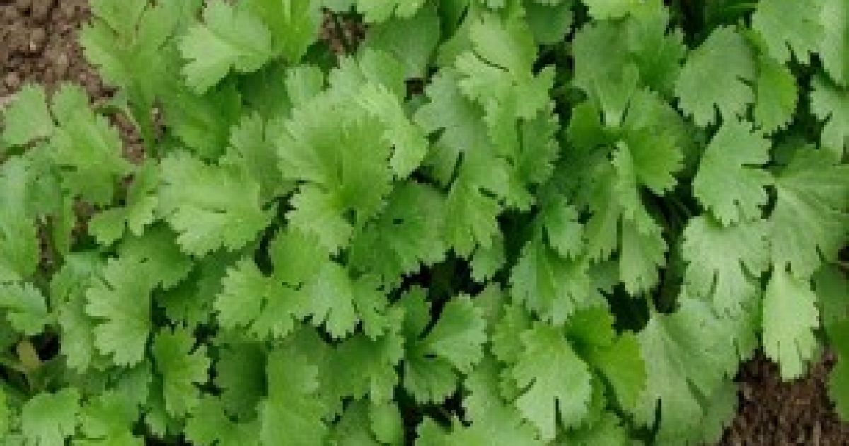 Coriander | Trees for Cities
