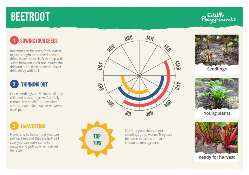 Beetroot | Trees for Cities