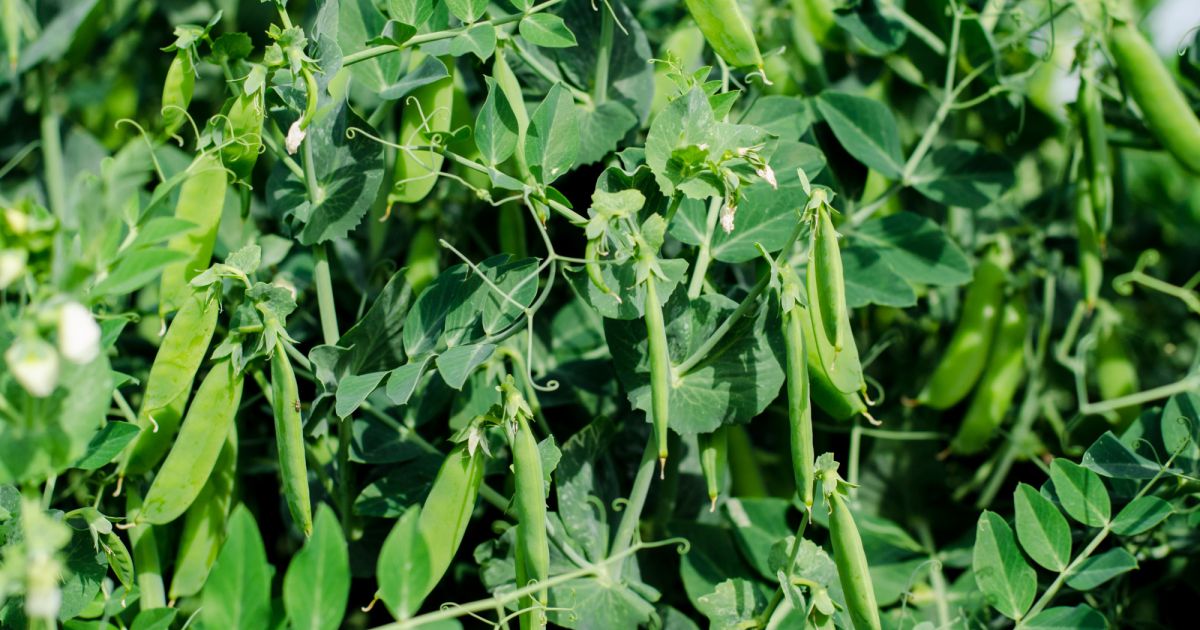 Peas | Trees for Cities