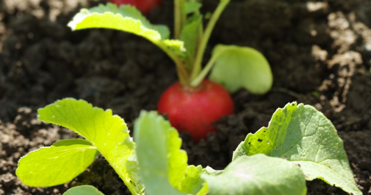 Radish | Trees for Cities